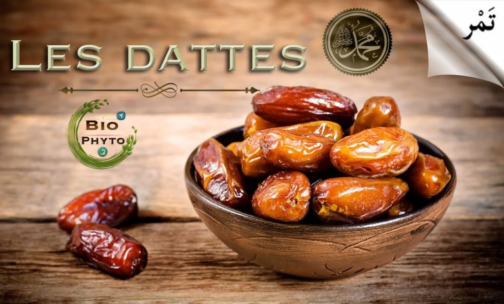 Les dattes 🌙 – Bio & Phyto 🌿